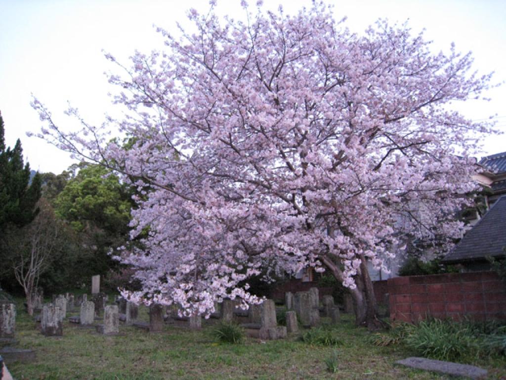 One Schlock's Requiem // Mt. Inasa and Goshi Temple in Nagasaki